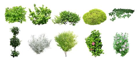 Difference Between Herbs And Shrubs 88Guru