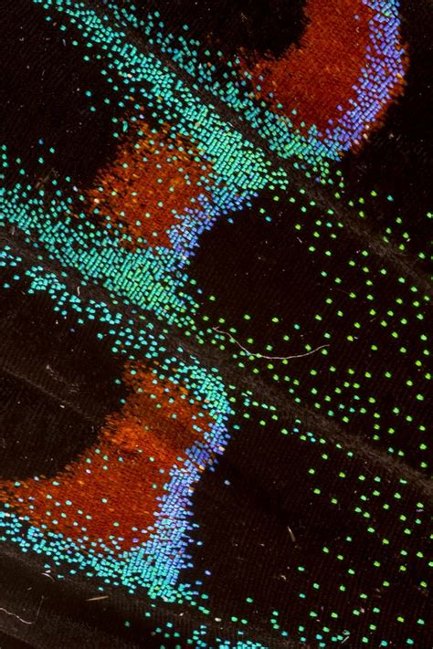 C4d Scene Nodes Particles Distribution Effect Artofit