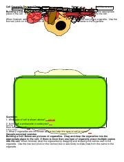 Cell Organelle Drag Drop Doc Cell Organelle DragRibosomes And DropNuclear Name DNA