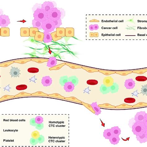 ctc clusters in circulation download scientific diagram