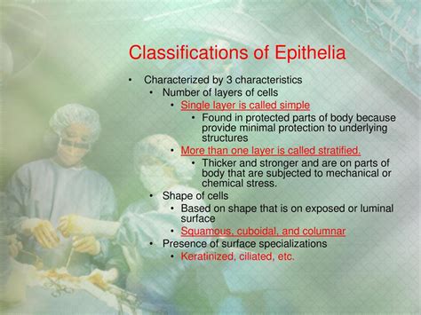 Classification Of Tissues Ppt Download