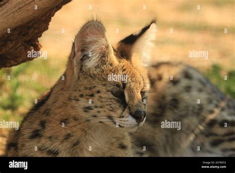 Serval Leptailurus Serval Stock Photo Alamy