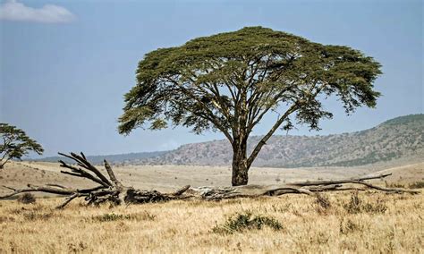 Desert Trees Information Names Adaptations And Photos