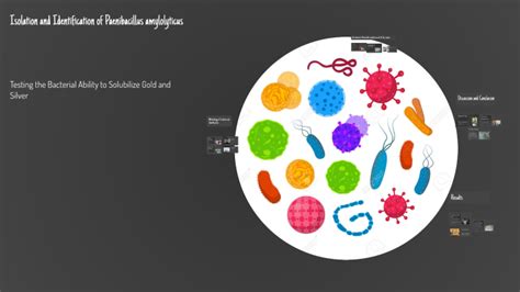 Isolation And Identification Of Paenibacillus Amylolyticus By Dallin Jorgensen On Prezi