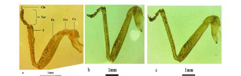 Eurygaster Integriceps Puton A Foreleg B Midleg C Hindleg Cla