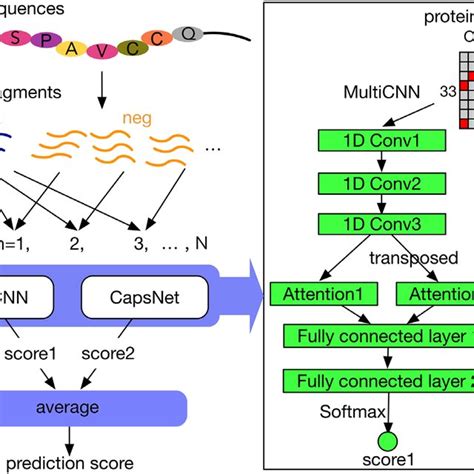 Pdf Musitedeep A Deep Learning Based Webserver For Protein Post Translational Modification