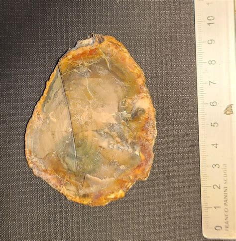 Help Identifying Fossils From The Flea Market R Fossilid