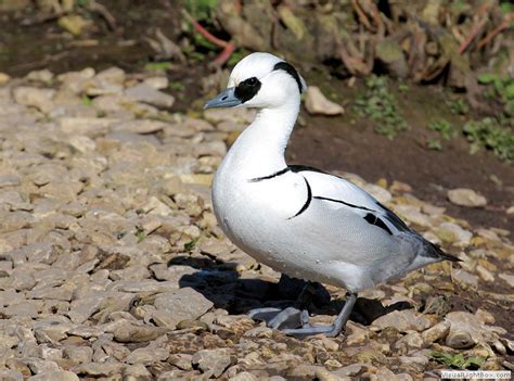 Identify Smew Wildfowl Photography