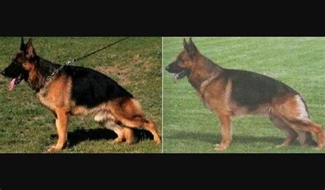 Straight Backed German Shepherd Puppies German Shepherd Puppies