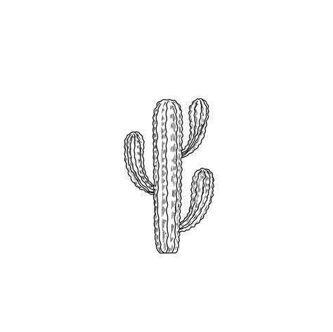 How To Draw A Realistic Cactus Easy Steps