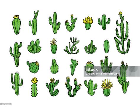 다양 한 선인장과 벡터 그리기 사막 식물로 자연 손 그리기 선인장에 대한 스톡 벡터 아트 및 기타 이미지 선인장 드로잉