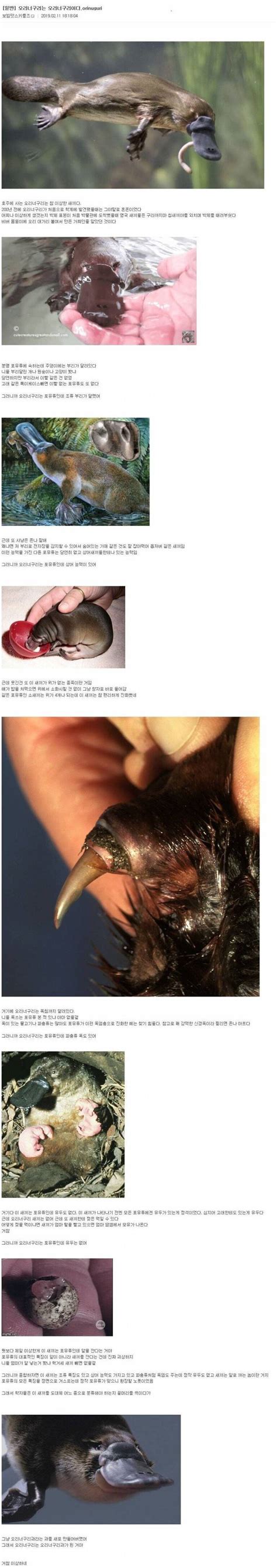 이상한 오리너구리 유머 움짤 이슈 에펨코리아