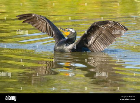 Double Crested Cormorant Phalacrocorax Auritus With Breeding Plumage