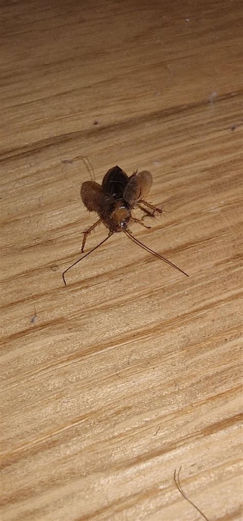 Is It A Cockroach A Forest Or Bad Evil House Cockroach Rwhatisthisbug