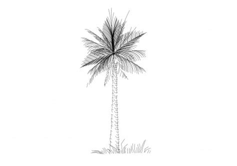 FREE PALM TREE ELEVATION CAD BLOCK DWG DXF PDF FORMAT FREE CADS