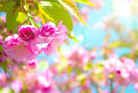 Free Spring Backgrounds Desktop Wallpaper Cave