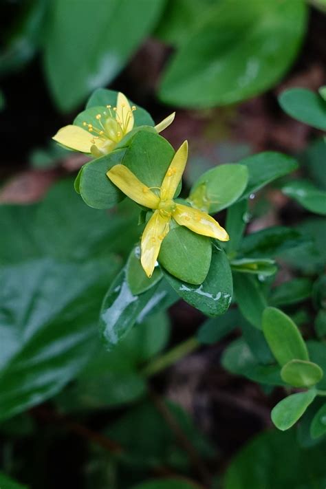Hypericum Hypericoides St Andrews Cross Wildflowers Of The National Capital Region