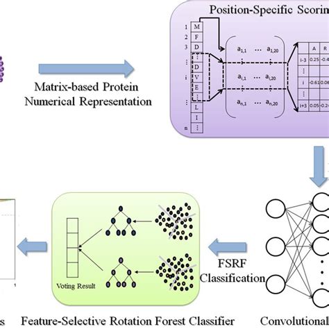 The Schematic Diagram For Predicting Protein Protein Interactions By