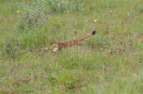 野外长尾黄鼠狼高清图片下载 正版图片503890463 摄图网