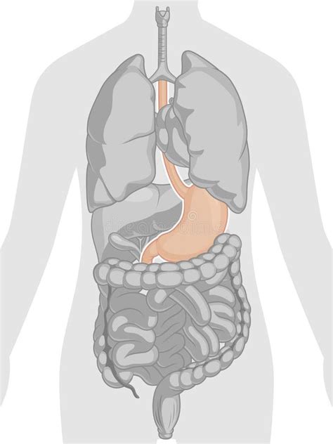 Anatomía Del Cuerpo Humano Cerebro Pulmones Corazón Hígado