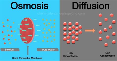 Difference Between Osmosis And Diffusion Stephen Mitchell