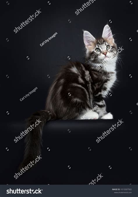 Female Black Silver Tabby Maine Coon Stock Photo Shutterstock