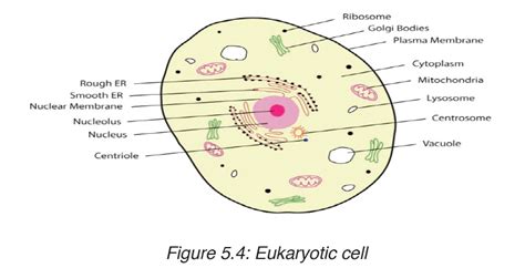 Section Unit 5 Cell Structure Integrated Science Eclpe Reb
