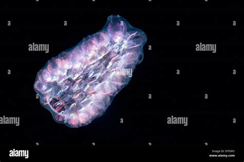 Pyrosome Hi Res Stock Photography And Images Alamy