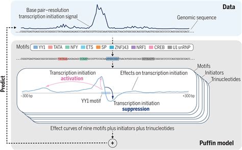 Transcription Initiation Simple
