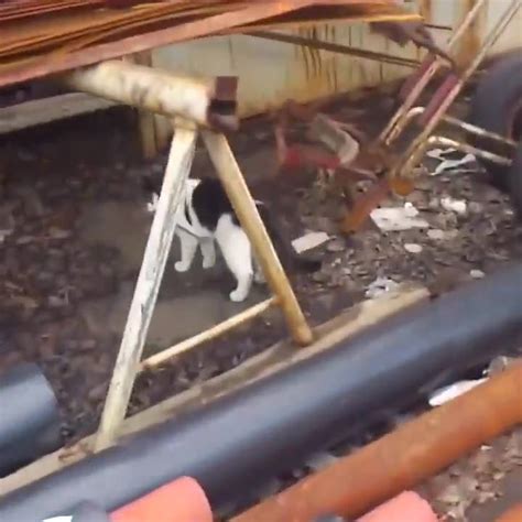 ტომი და ჯერი ქართულად ტომი და ჯერი ქართულად By დიდი მწვანე კალიაი