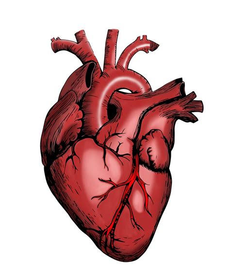Outcomes Of Infant Heart Surgery Klarity Health Library