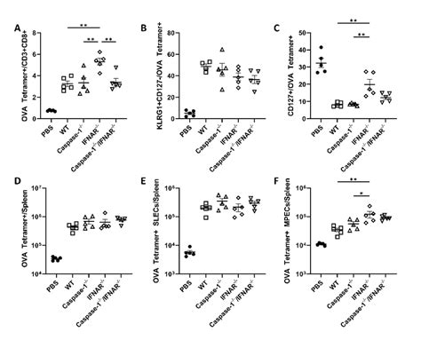 The Primary T Cell Response Is Augmented And Skewed Toward A Download Scientific Diagram
