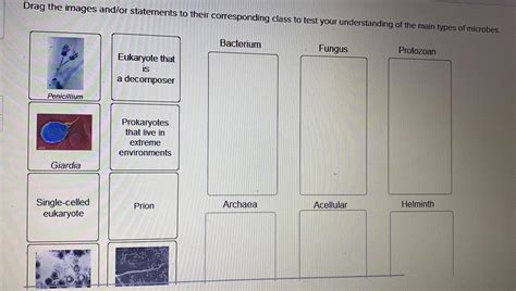Answered Drag The Images And Or Statements To Their Corresponding