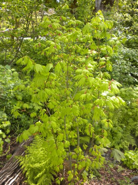 Vine Maple Marion Swcd