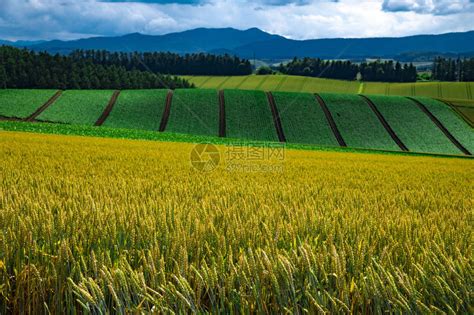 北海道是日本美丽的农业区高清图片下载 正版图片505372800 摄图网