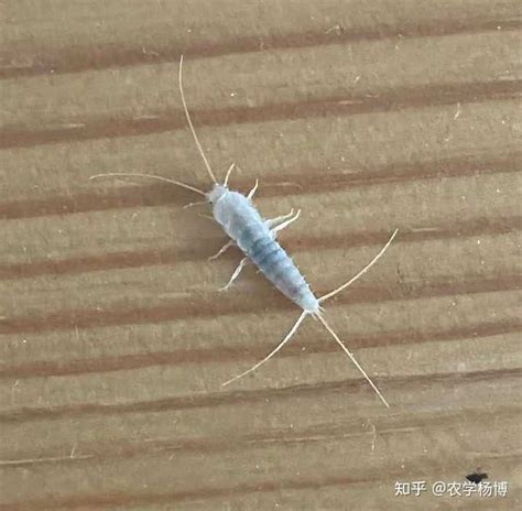 求助，这是什么虫子，好像沙发里爬出来的？ 知乎