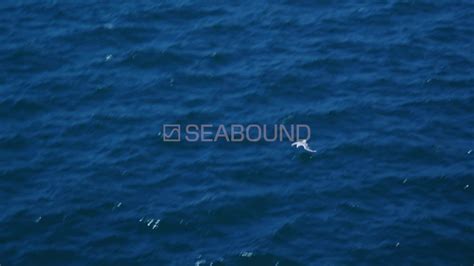 Alisha Fredriksson On Linkedin Maritime Decarbonization Carboncapture Shipping 38 Comments