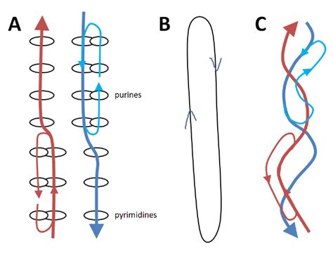 dna generated scalar waves scalar wave healing