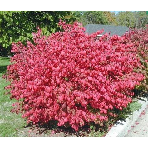 Dwarf Burning Bush Plants 10 Bare Root Hardy Shrubs Euonymus Alatus