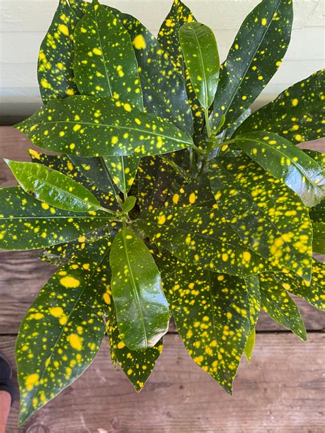 Codiaeum Variegatum Croton Gold Dust Mickey Hargitay Plants