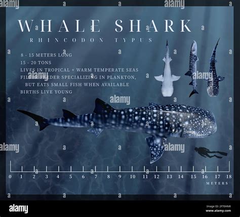 Whale Sharks Size