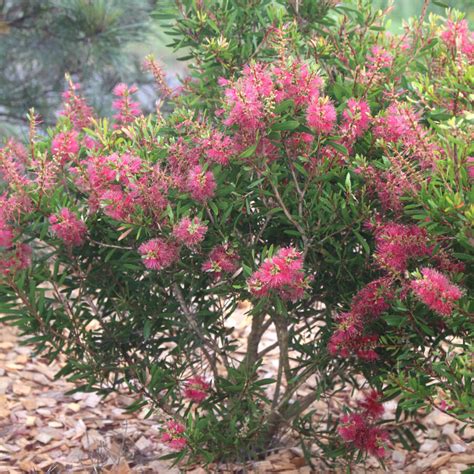 Callistemon Bottlebrush Candy Burst 200mm Southern Plants