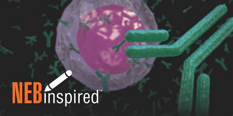 Using Large Scale Rna Sequencing To Probe Immune Response Neb