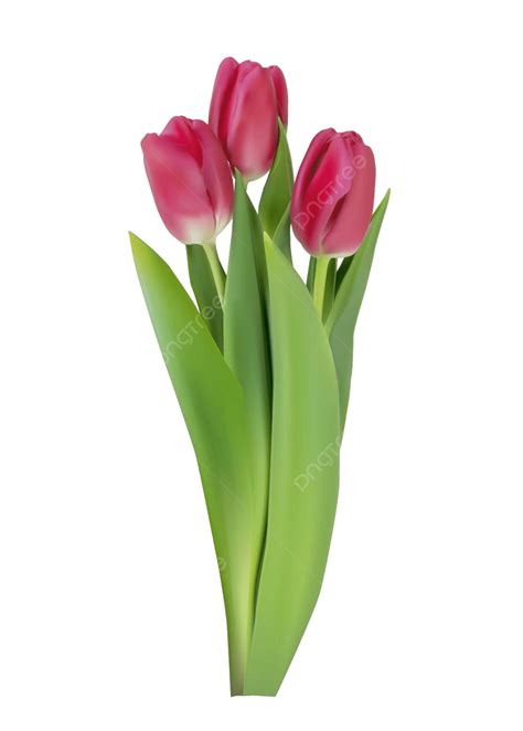 Isolated White Background Vector Illustration Of Realistic Tulips In
