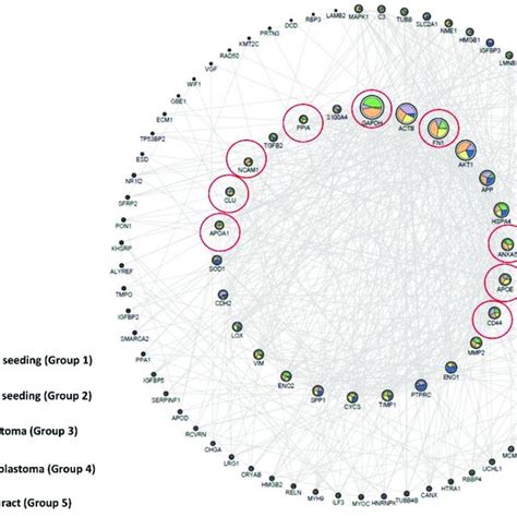 the network represents the interactions between 96 genes coding