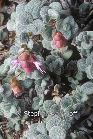 Origanum Dictamnus
