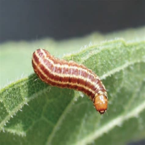 Sunflower Moth Myfields