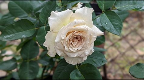 Wing Angel Ninth Angel Wing Of Light ანგელოზის ფრთები ღამის ანგელოზი