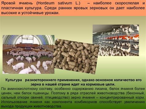 Технологии возделывания ячменя презентация онлайн