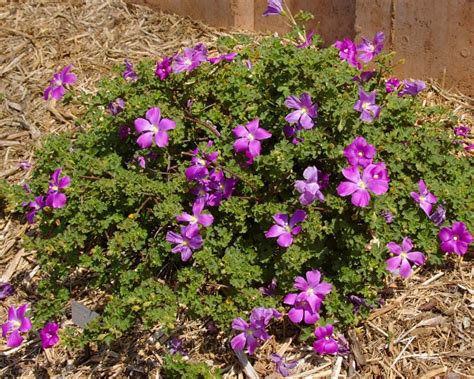 Gardensonline Alyogyne Huegelii Blue Heeler